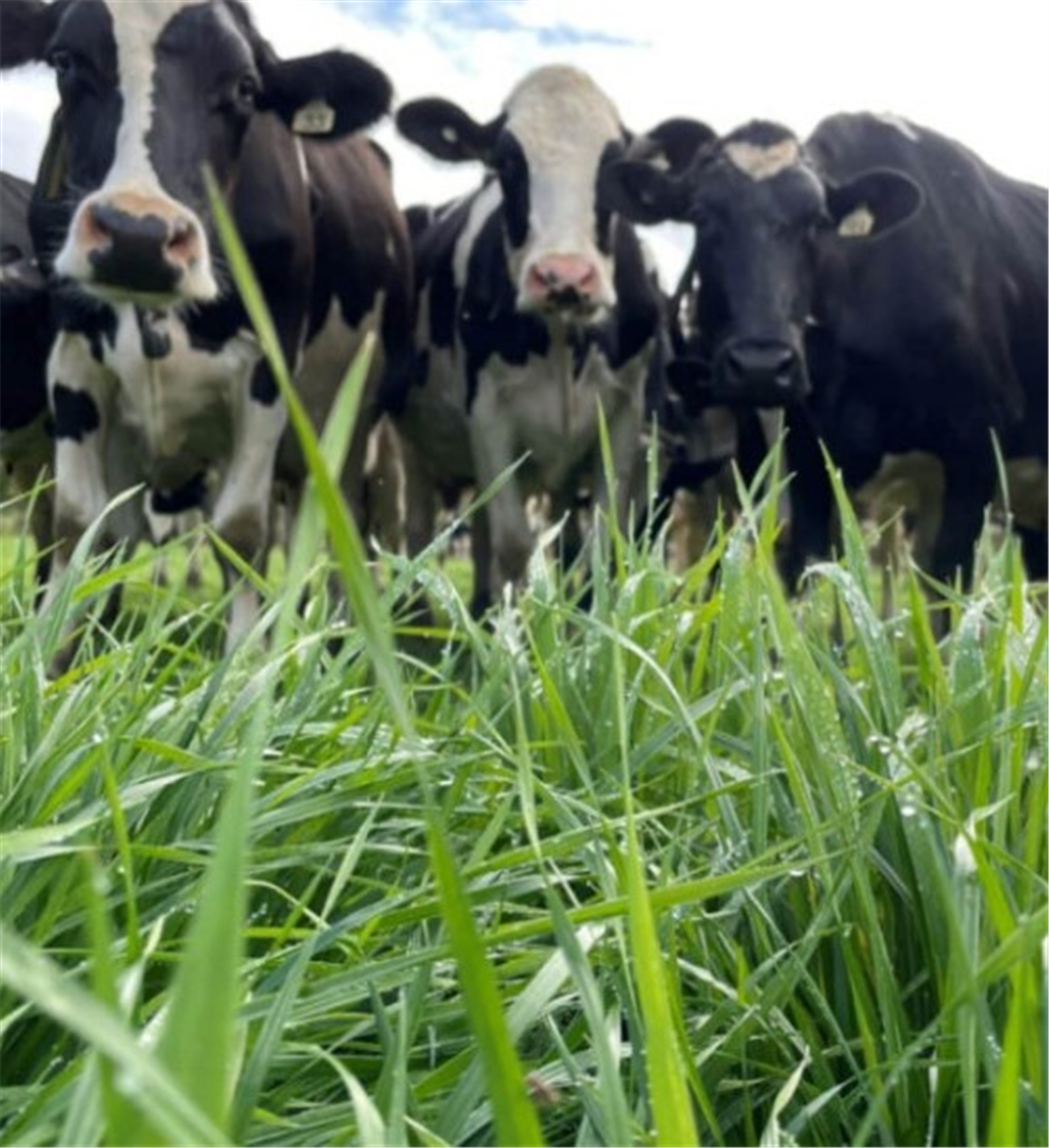 Seed Italian Ryegrass - Maheno Bare per kg – Yolla Co-Op